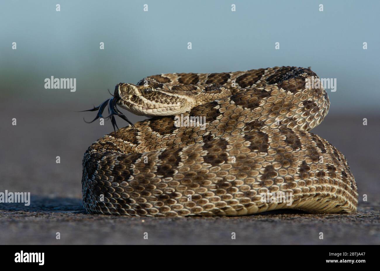 Prairie Rattlesnake (Crotalus viridis) from Weld County, Colorado, USA ...
