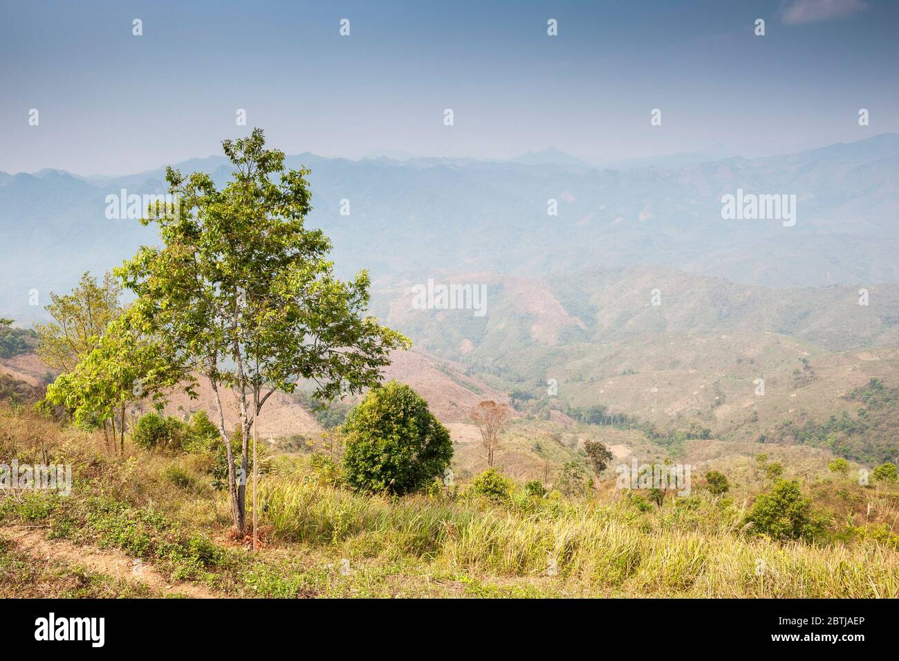 Trees and bushes in the countryside, Northern Laos, Southeast Asia ...