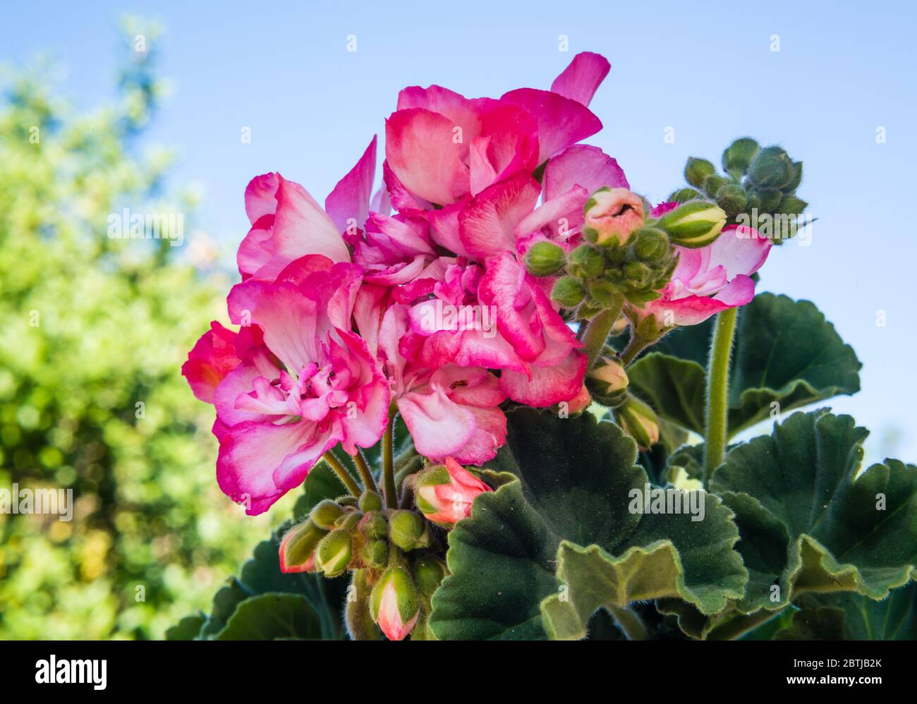 Geranium bunny strawberry ice hi-res stock photography and images - Alamy