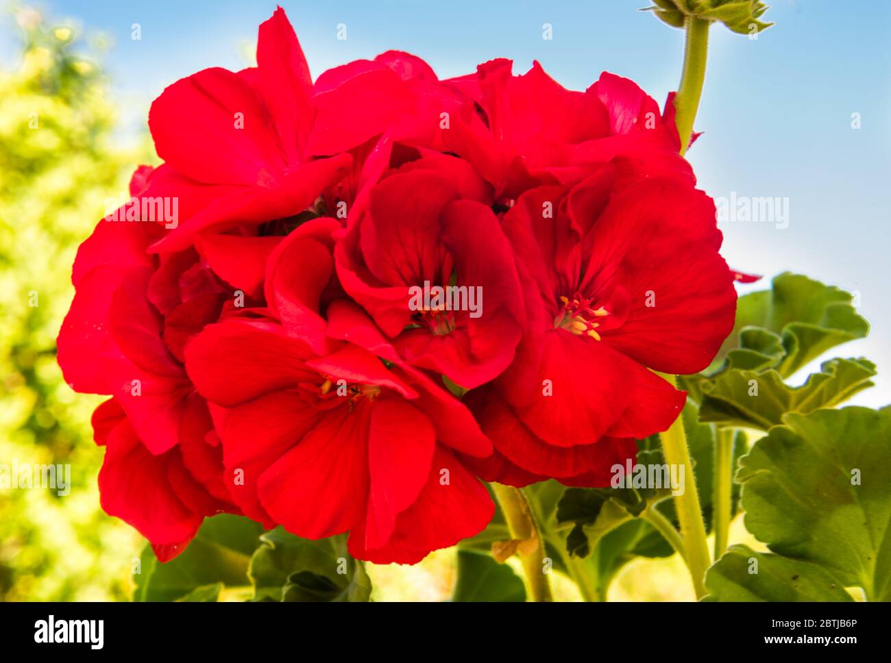 Classic british garden plant hi-res stock photography and images - Alamy