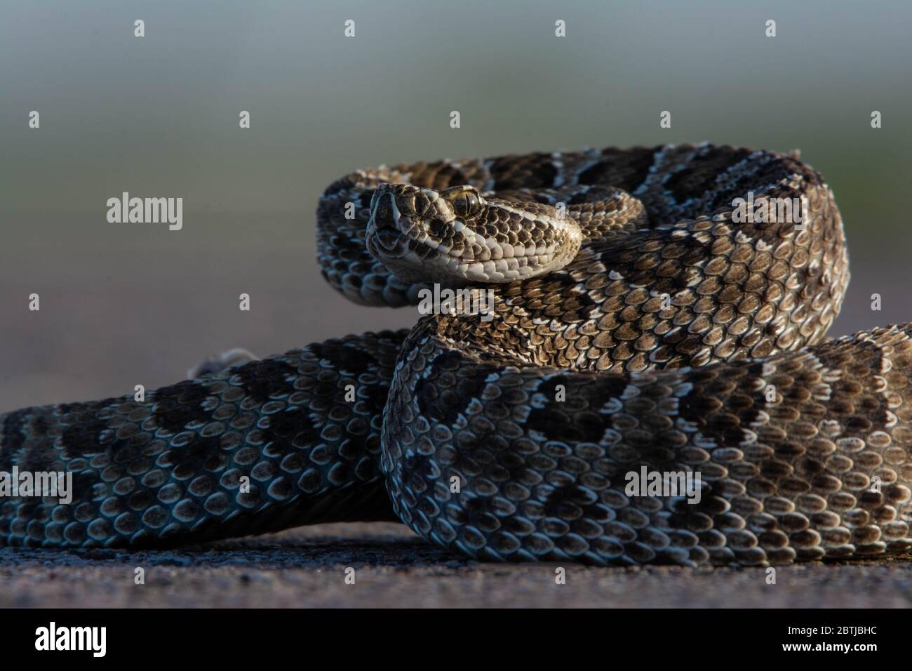 Prairie Rattlesnake (Crotalus viridis) from Weld County, Colorado, USA ...
