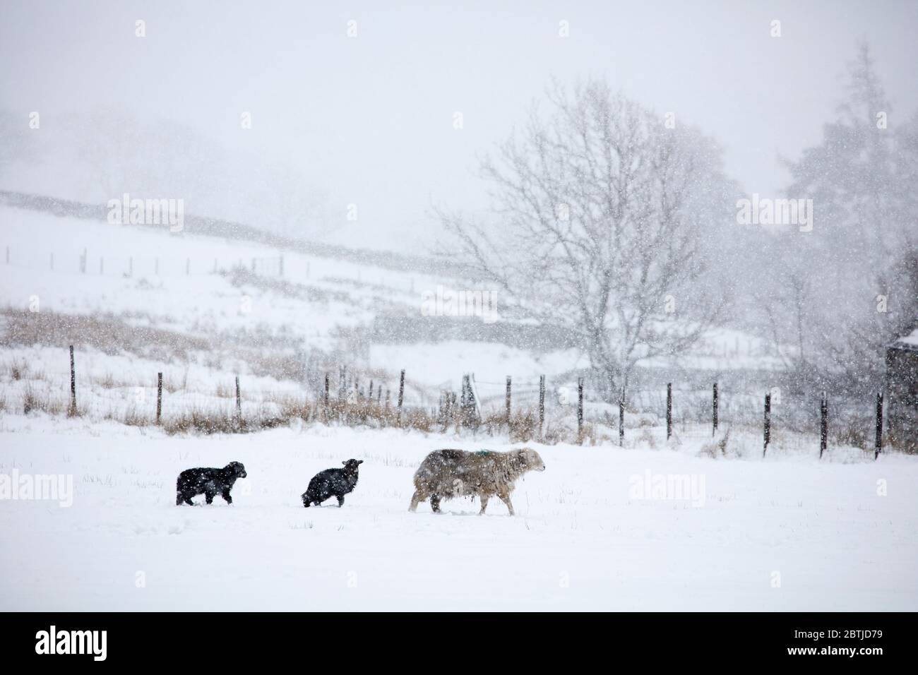 Black lambs in the snow in spring in the Lake District, England Stock ...