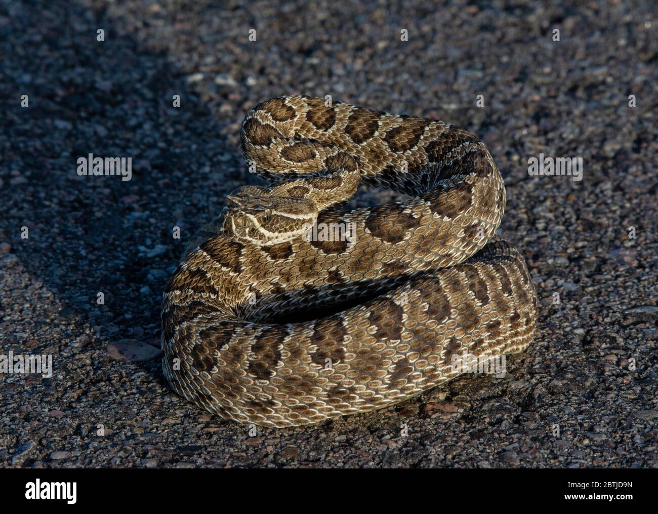 Prairie Rattlesnake (Crotalus viridis) from Weld County, Colorado, USA ...