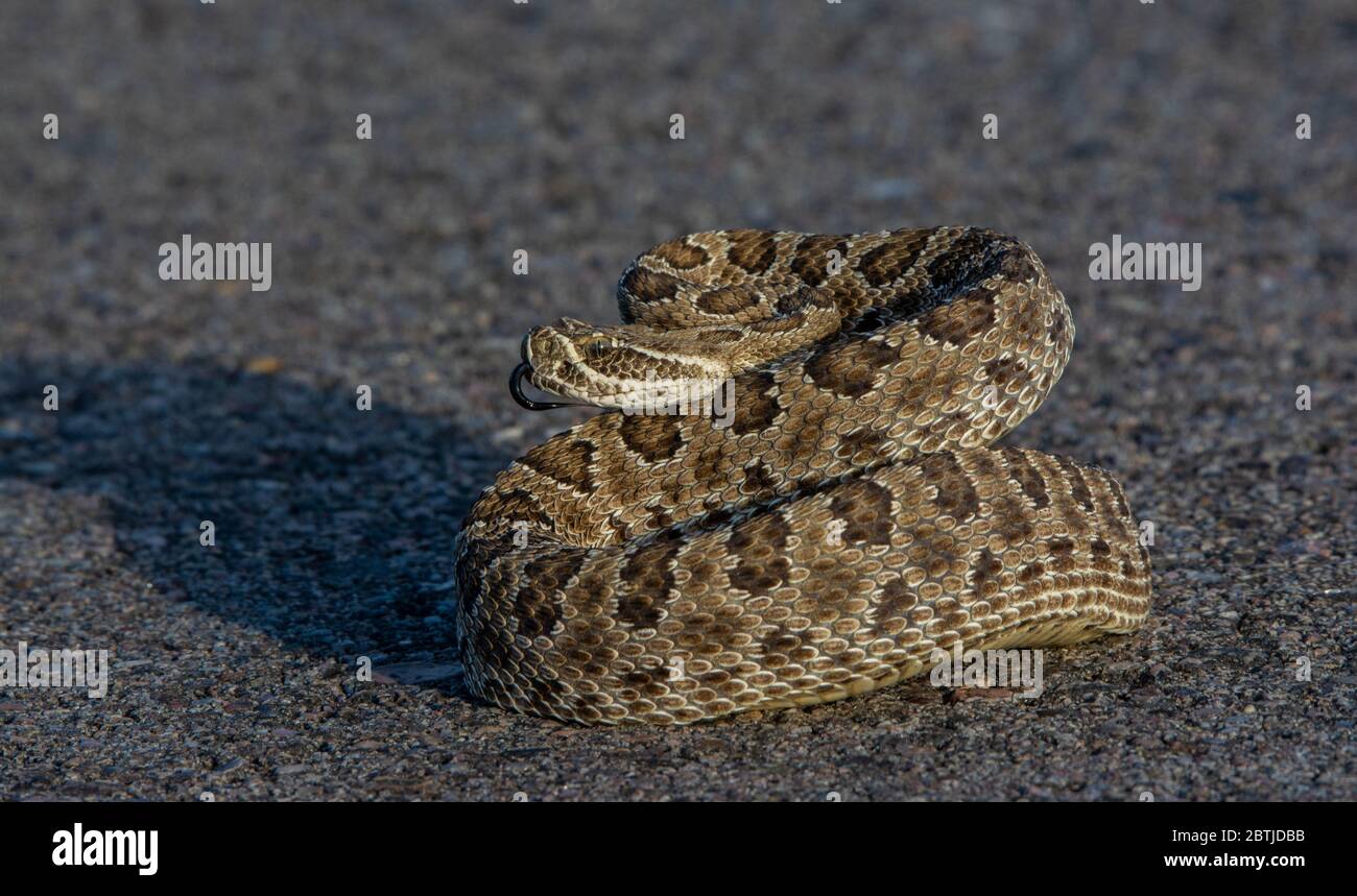 Prairie Rattlesnake (Crotalus viridis) from Weld County, Colorado, USA ...
