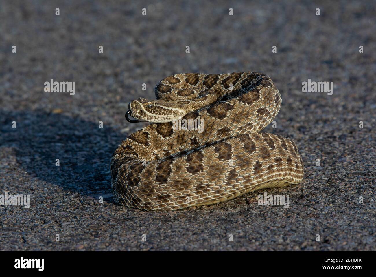 Prairie Rattlesnake (Crotalus viridis) from Weld County, Colorado, USA ...