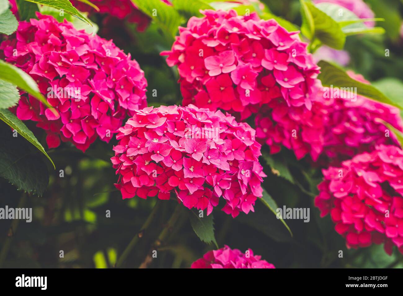 Lush hydrangea macrophylla bush hi-res stock photography and images - Alamy