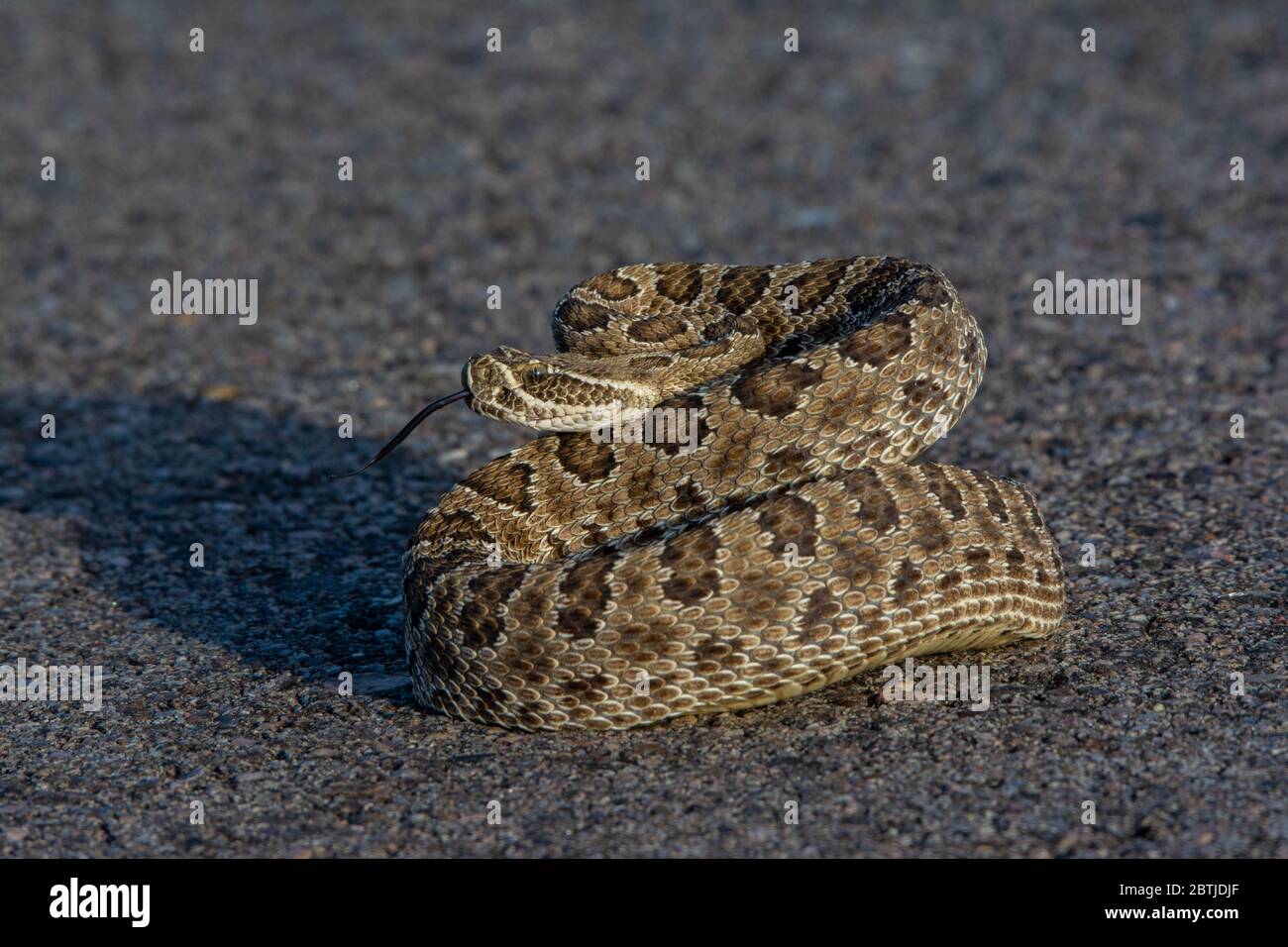 Prairie Rattlesnake (Crotalus viridis) from Weld County, Colorado, USA ...