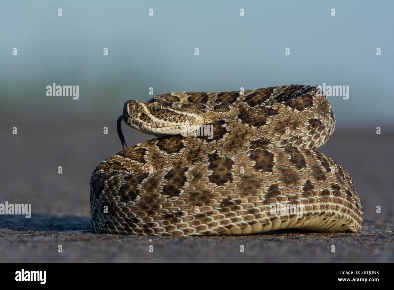 Prairie Rattlesnake (Crotalus viridis) from Weld County, Colorado, USA ...