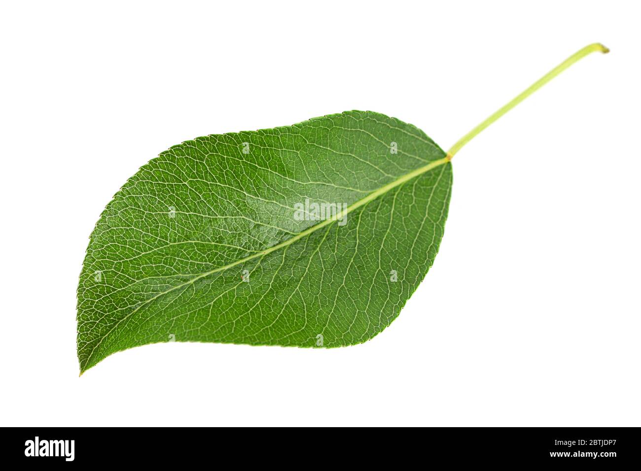 Pear leaf hi-res stock photography and images - Alamy