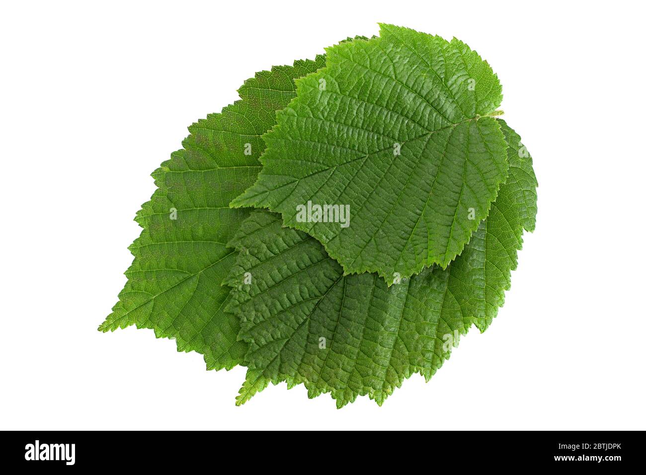 Hazelnut leaf closeup isolated on white background Stock Photo - Alamy