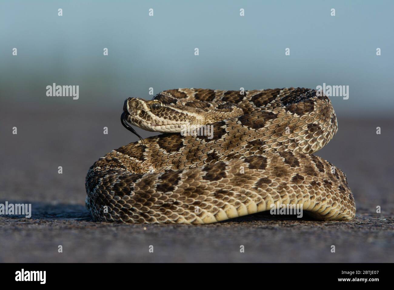 Prairie Rattlesnake (Crotalus viridis) from Weld County, Colorado, USA ...