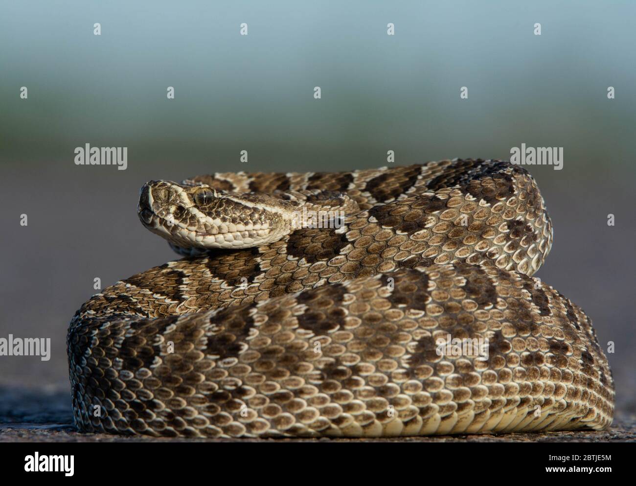 Prairie rattlesnake hi-res stock photography and images - Alamy