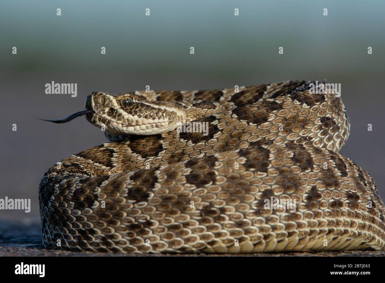 Prairie Rattlesnake (Crotalus viridis) from Weld County, Colorado, USA ...