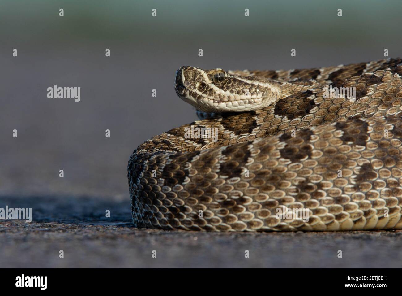 Prairie Rattlesnake (Crotalus viridis) from Weld County, Colorado, USA ...