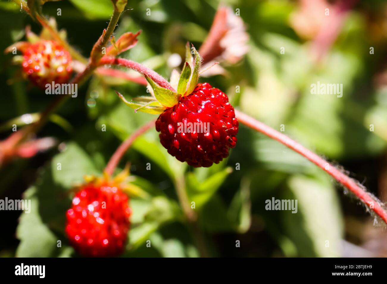 Macro close up of bright isolated red wild strawberry fruit (fragaria ...