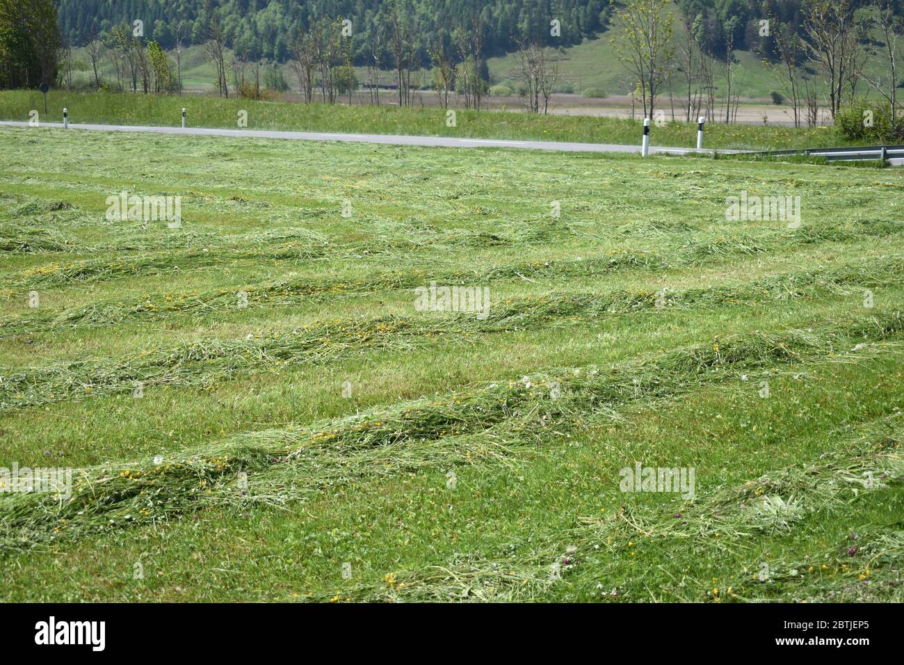 Climate meadow hi-res stock photography and images - Alamy