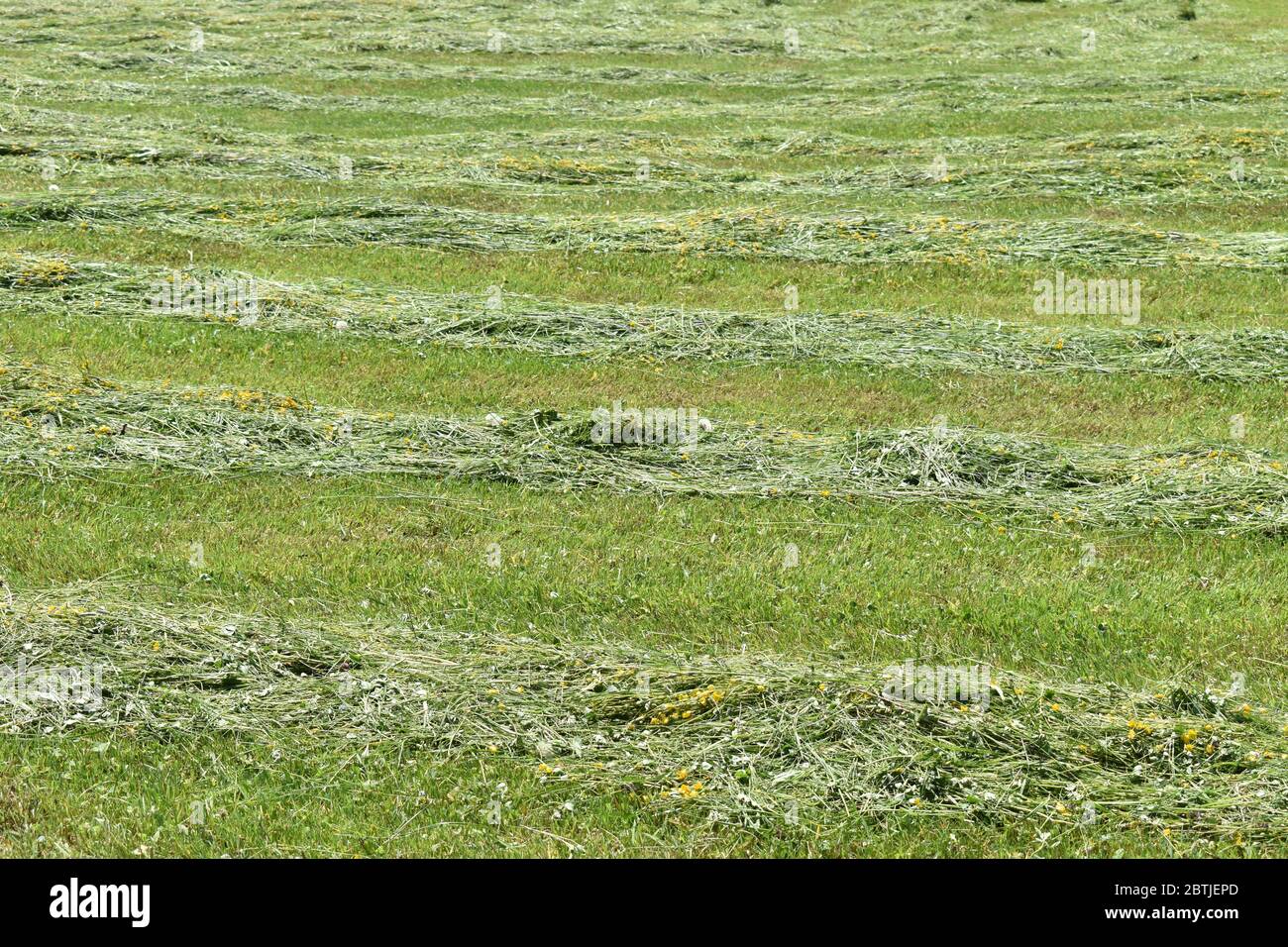 The hay in the meadow dry hay hi-res stock photography and images - Alamy