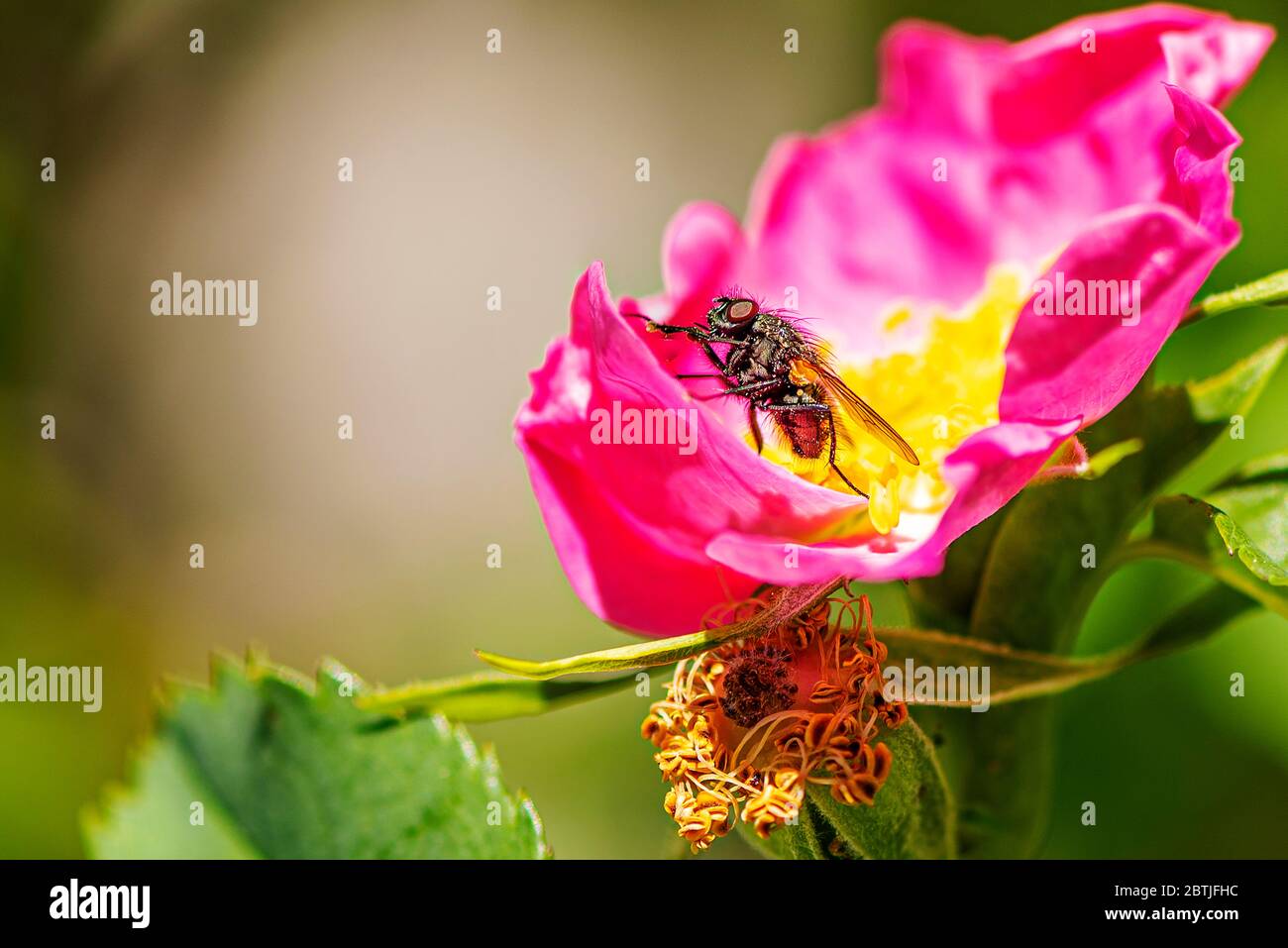 The fly in the flower, spring Stock Photo - Alamy