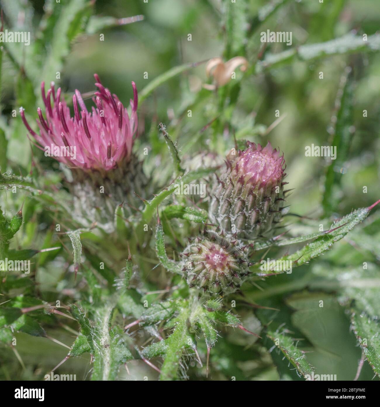 Pichliac mociarny hi-res stock photography and images - Alamy