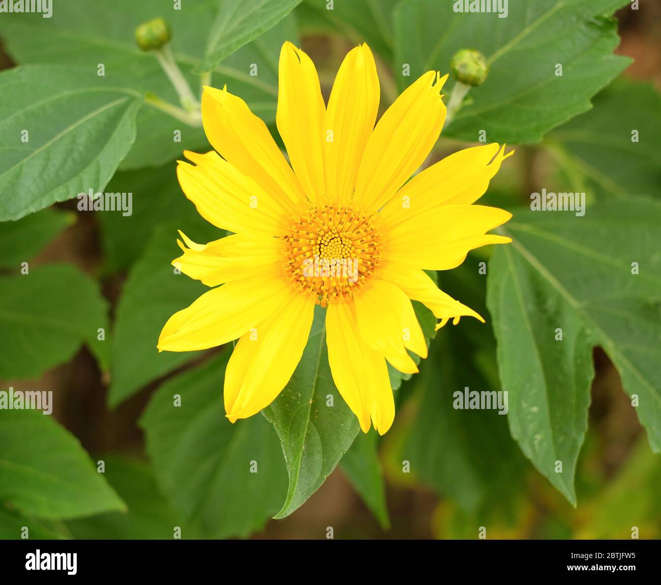 Flowers of Mexican sunflower (Tithonia diversifolia Stock Photo - Alamy