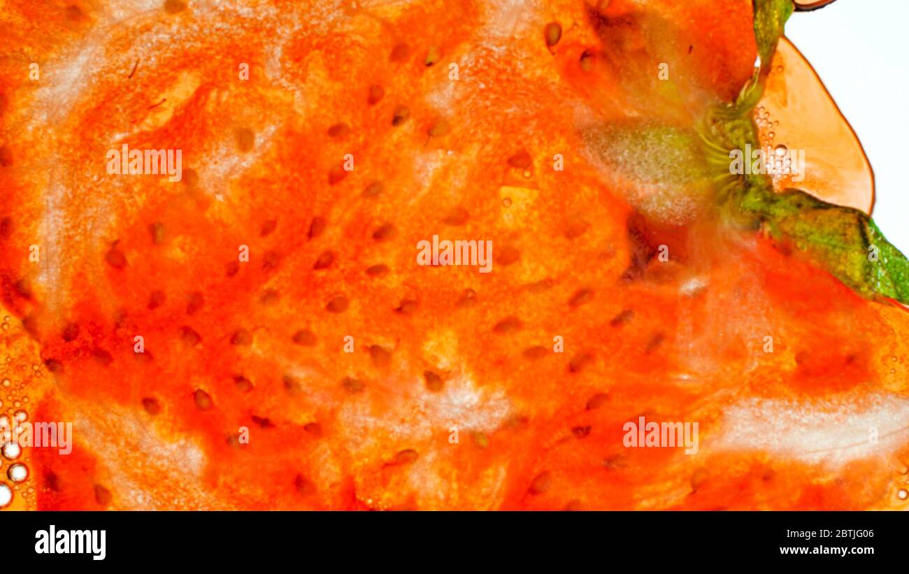 Closeup image of squeezed and crushed strawberry on white backgorund ...