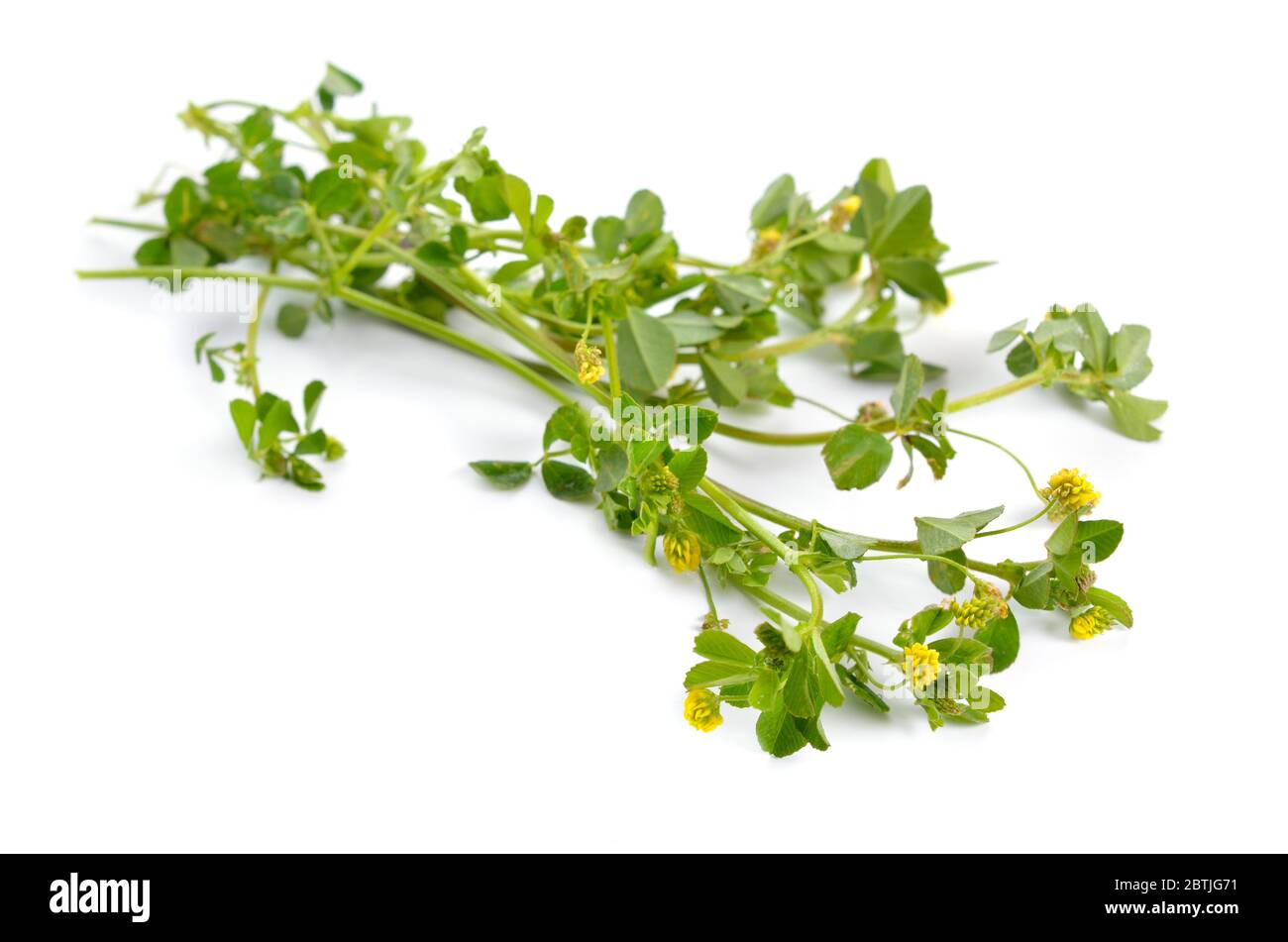 Trefoil clover hi-res stock photography and images - Alamy