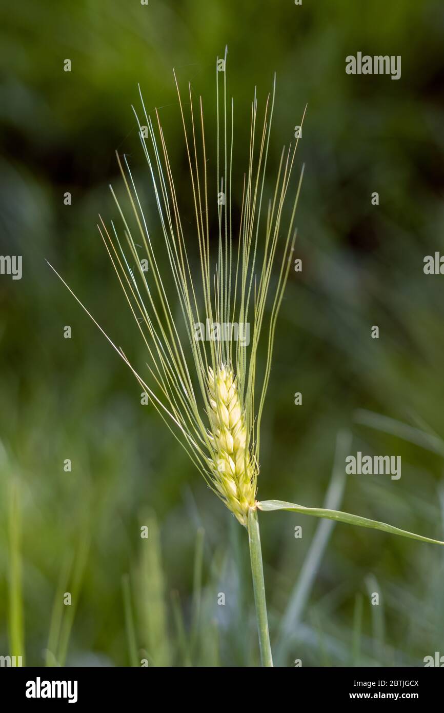 Ear of immature wheat growing in a field near East Grinstead Stock ...