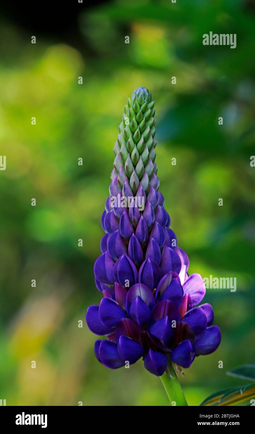 The erect flower spike of a Lupin in an English garden border Stock ...