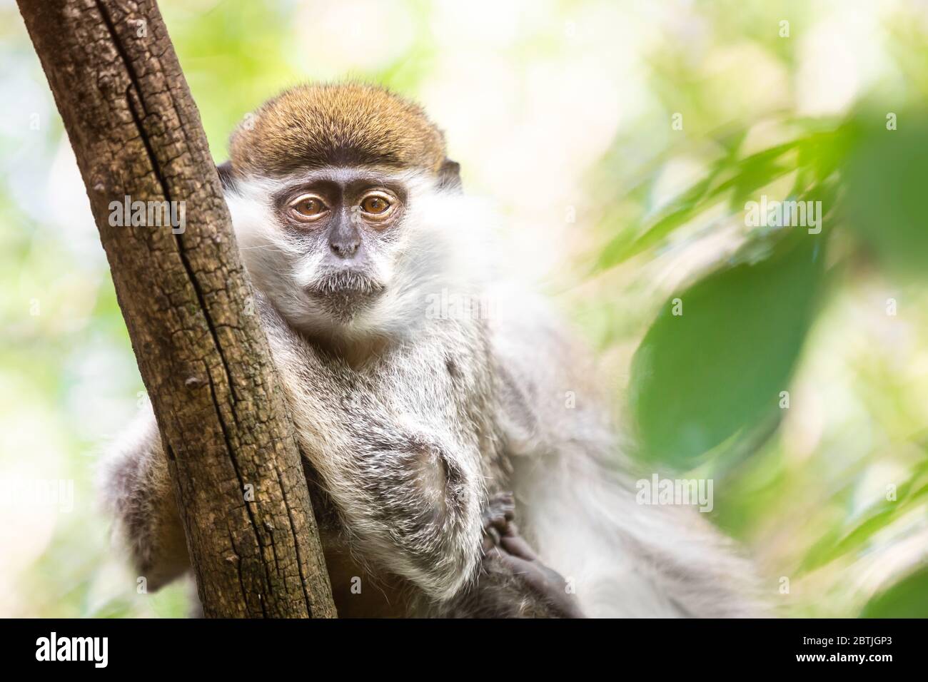 Female mandrill hi-res stock photography and images - Alamy