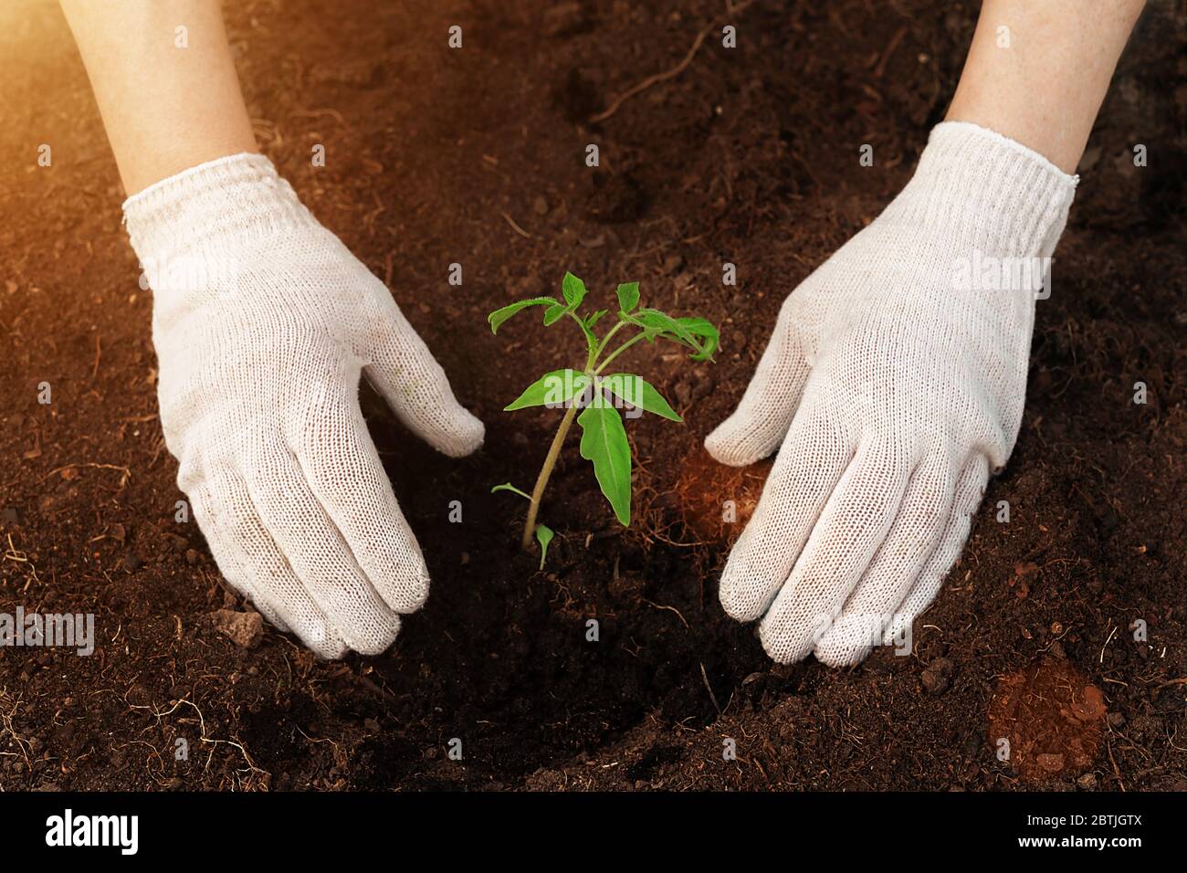 Farmer planting young seedlings of tomato plant in the vegetable garden ...
