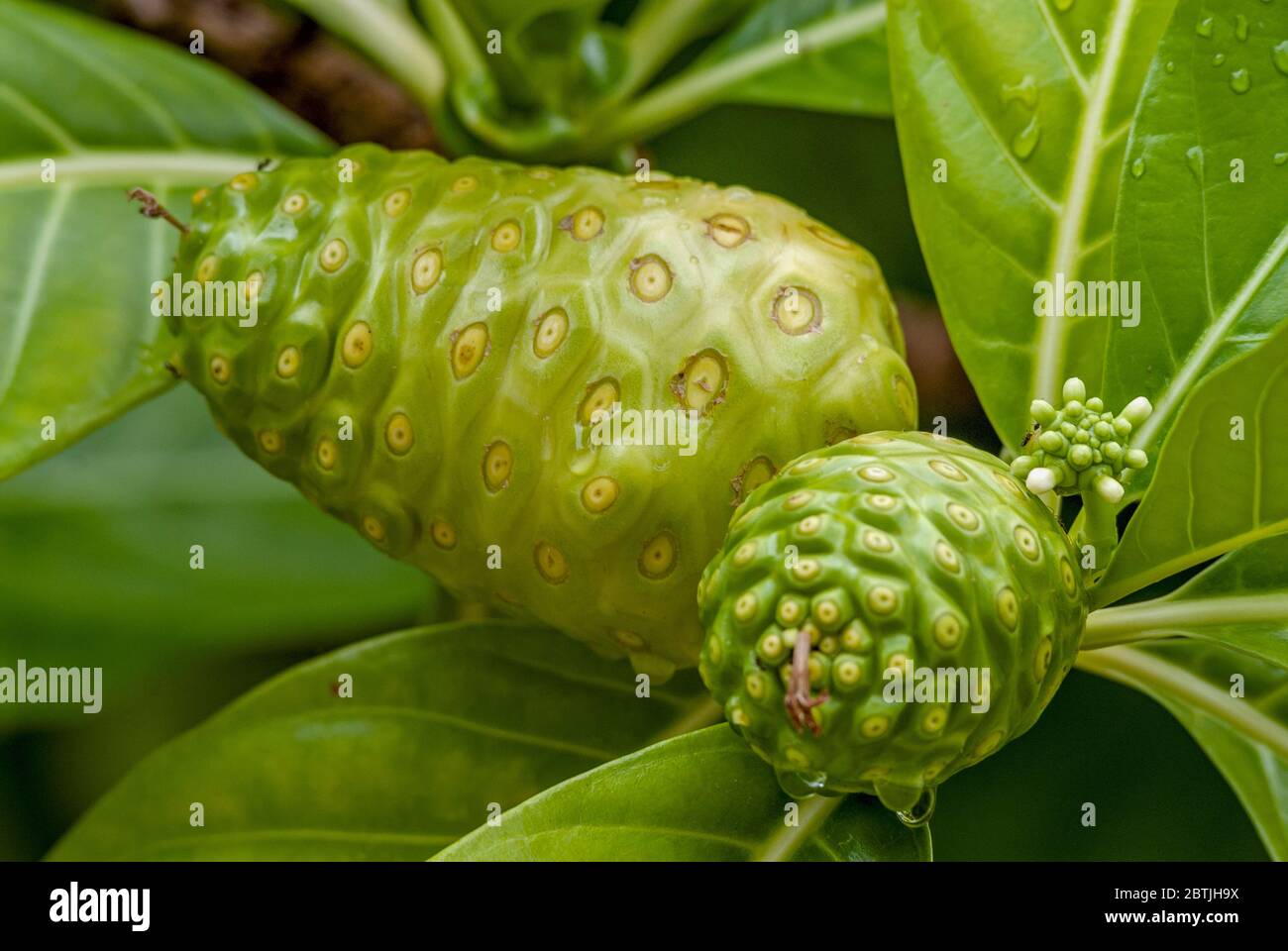 Noni fruchte hi-res stock photography and images - Alamy