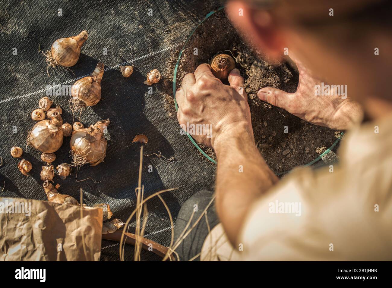 Farmer Planting Flower Bulbs Close Up. Farming and Gardening Industry ...