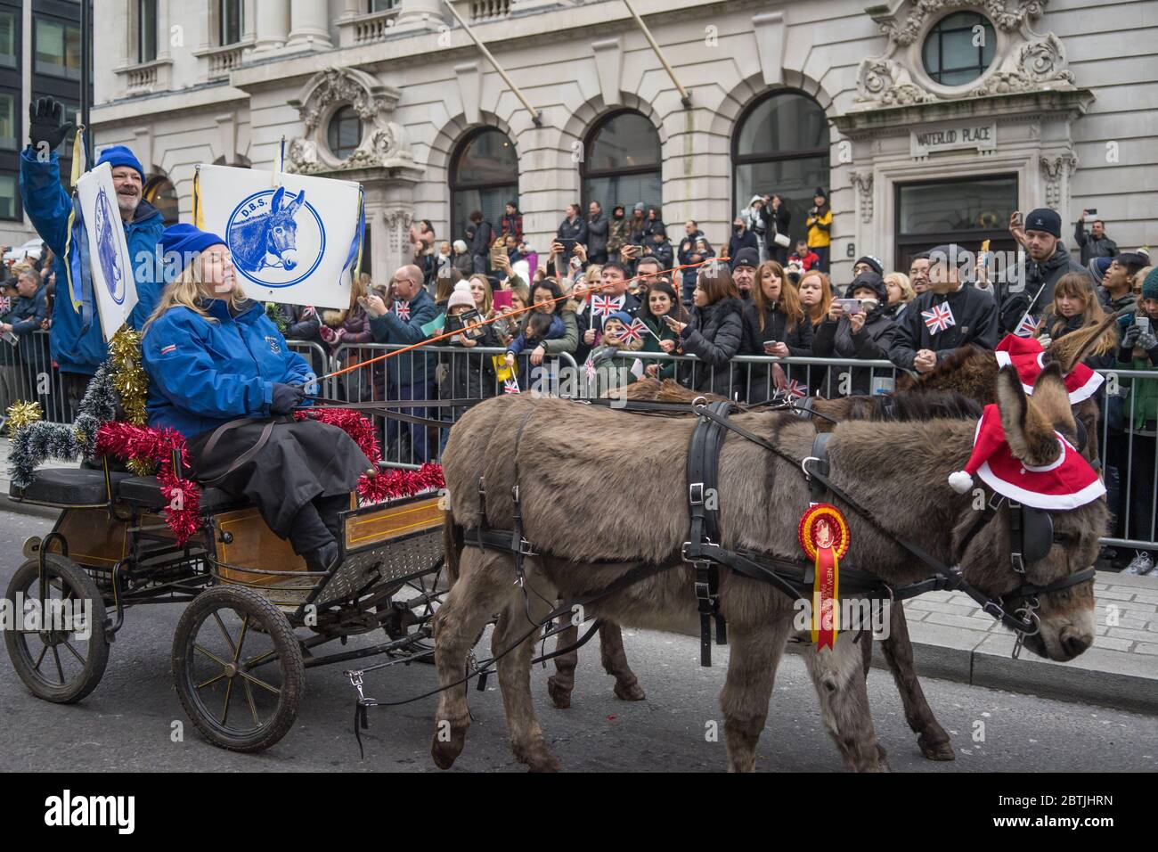 London New Year's Day Parade, Donkey Breed Society. Woman on a cart ...