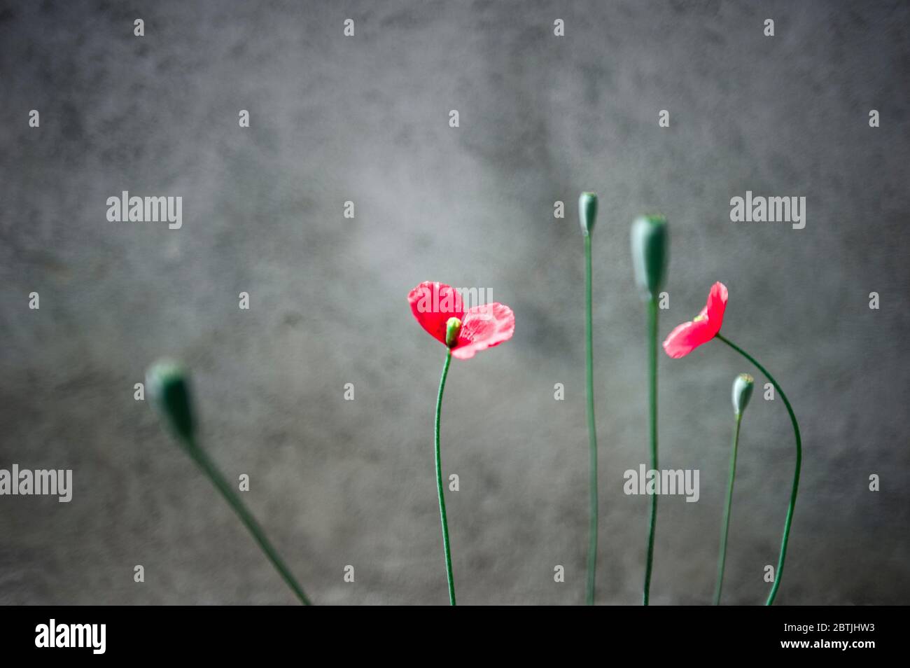 Poppy shape hi-res stock photography and images - Alamy