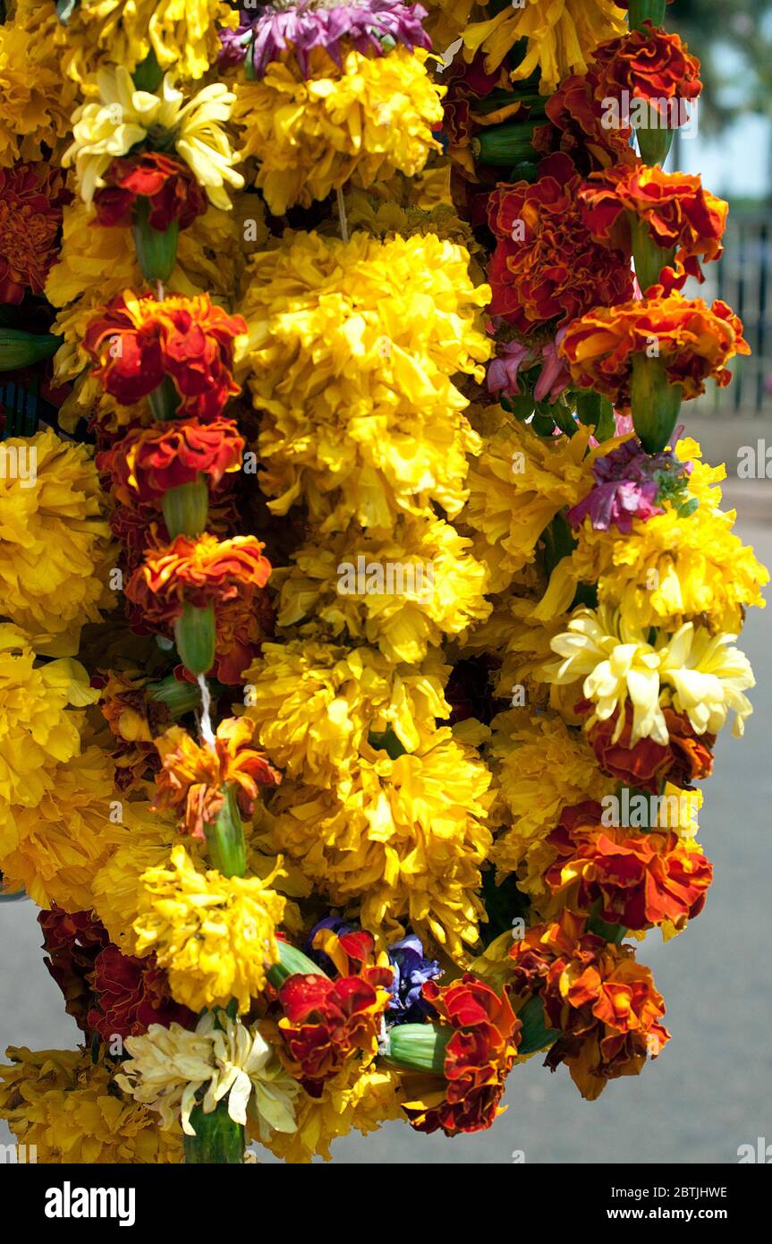 Flower garlands, Goa, India Stock Photo - Alamy