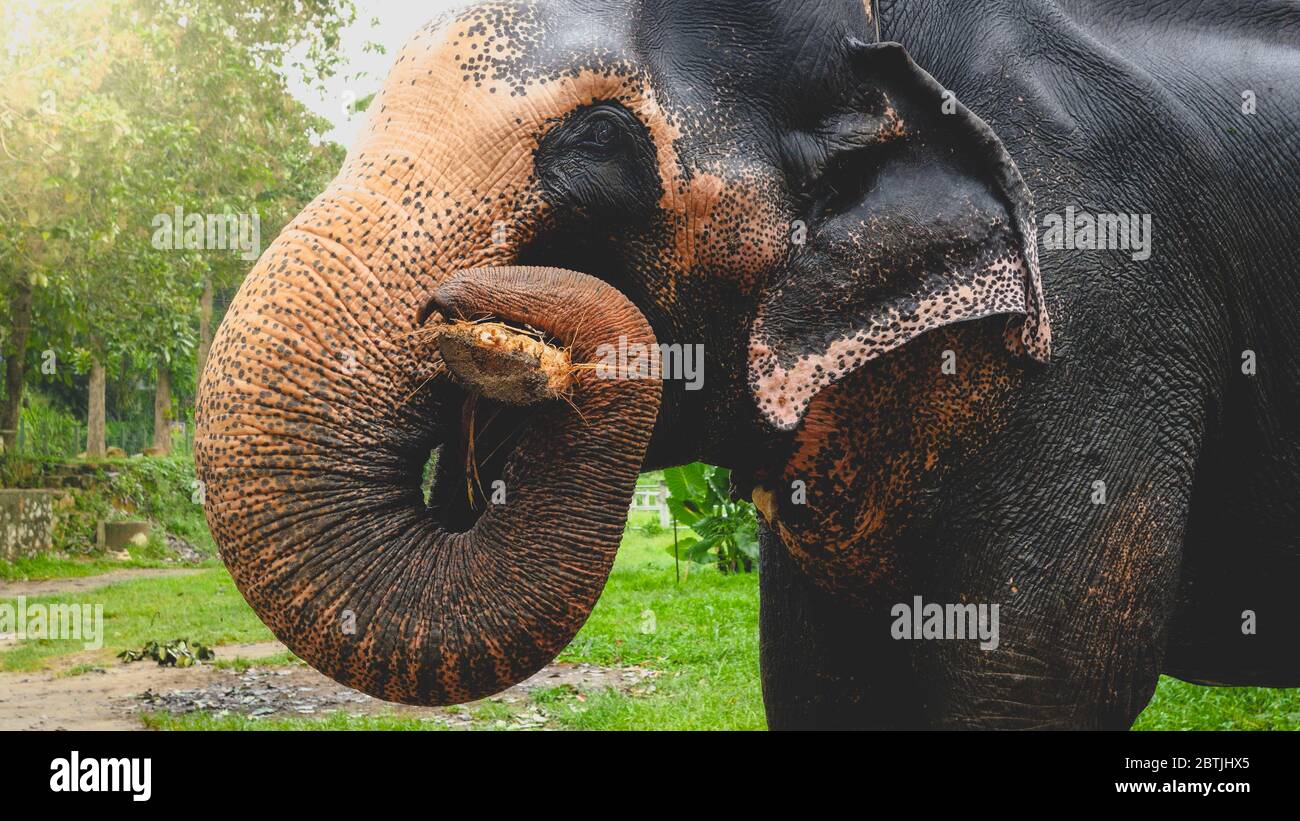 Elephant holding on to tree with trunk hi-res stock photography and ...