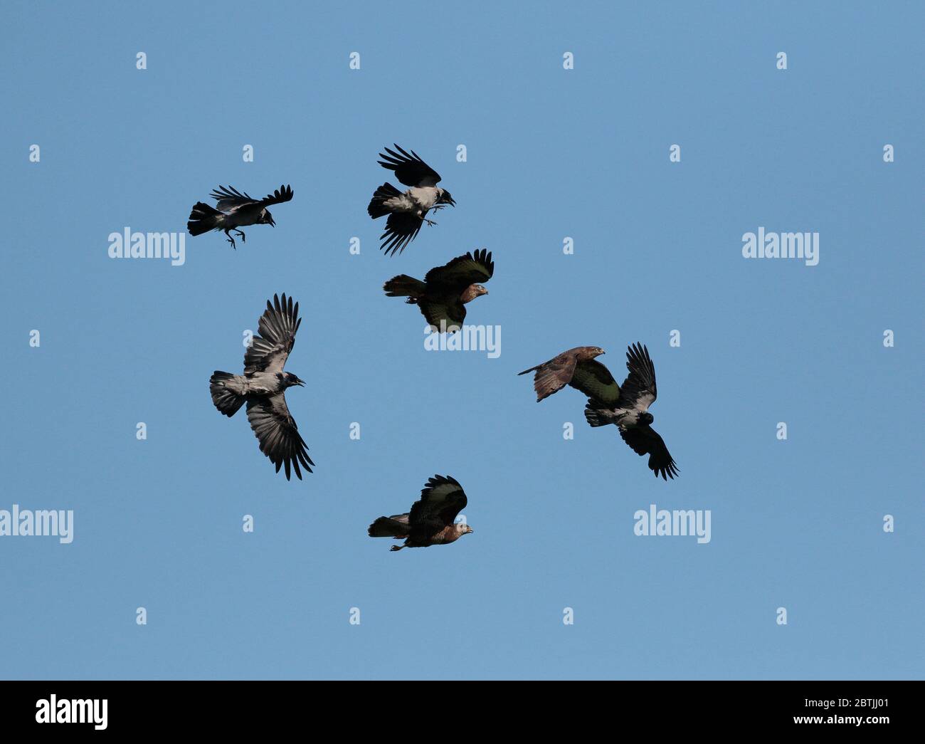 Bird mobbed by birds hi-res stock photography and images - Alamy