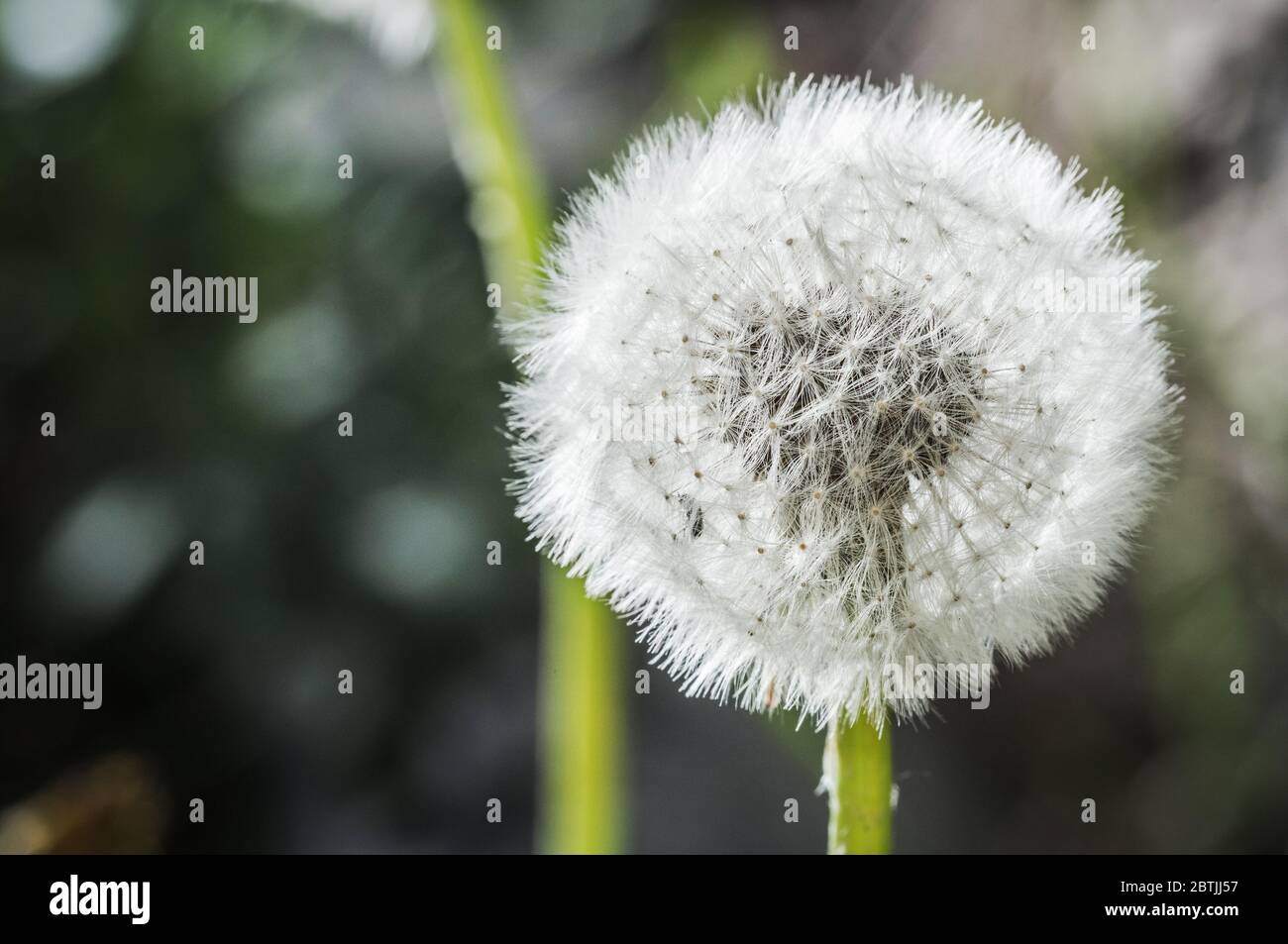Dandelion Flower Head Composed of Numerous Small Florets. Dandelion ...