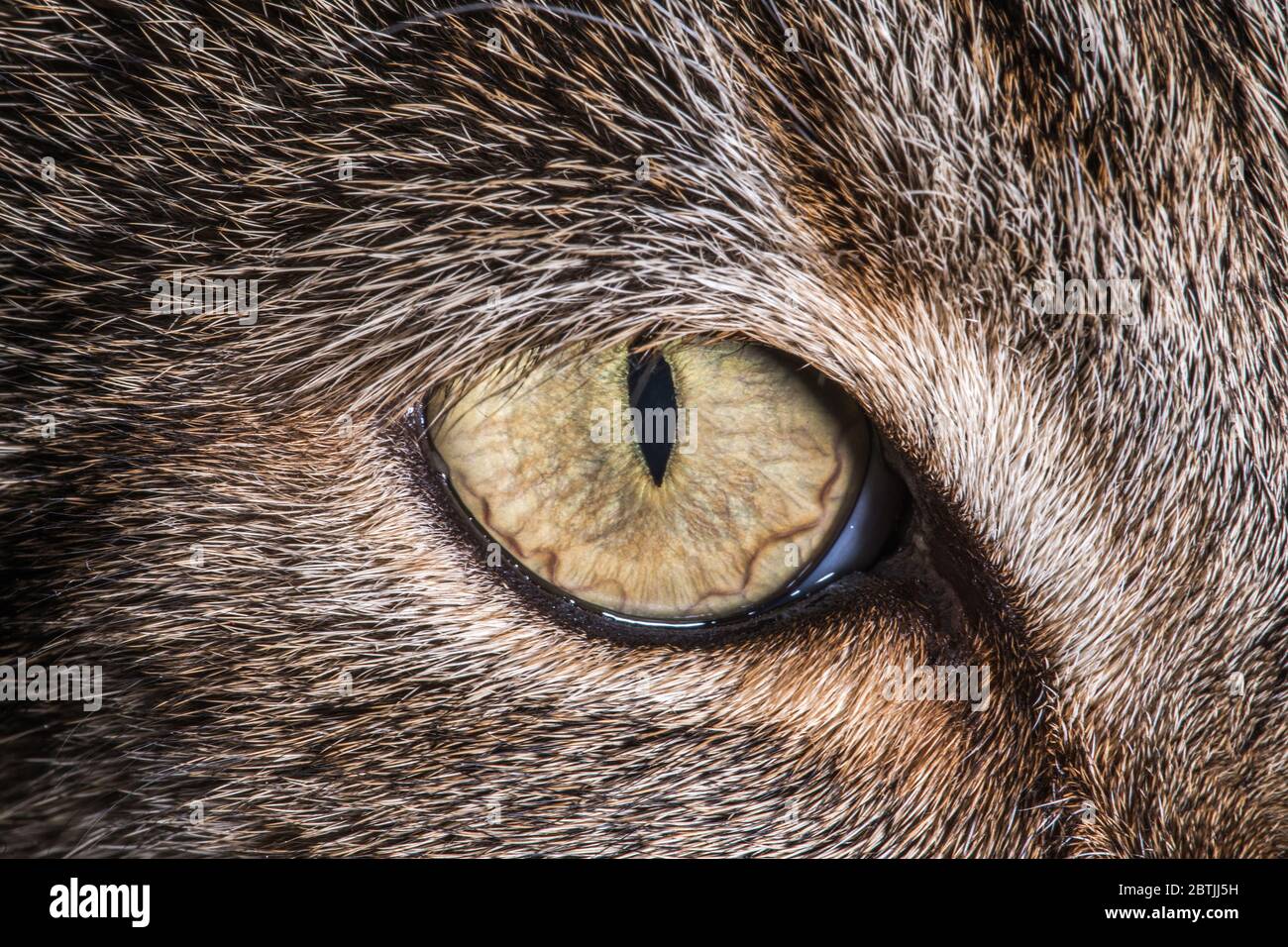 The Cat Felis Catus Species of Small Carnivorous Mammal. Cat Eye Macro ...