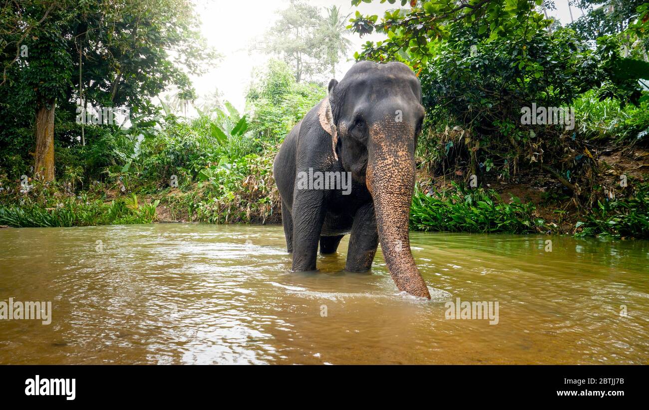 Elephant Drinking Water