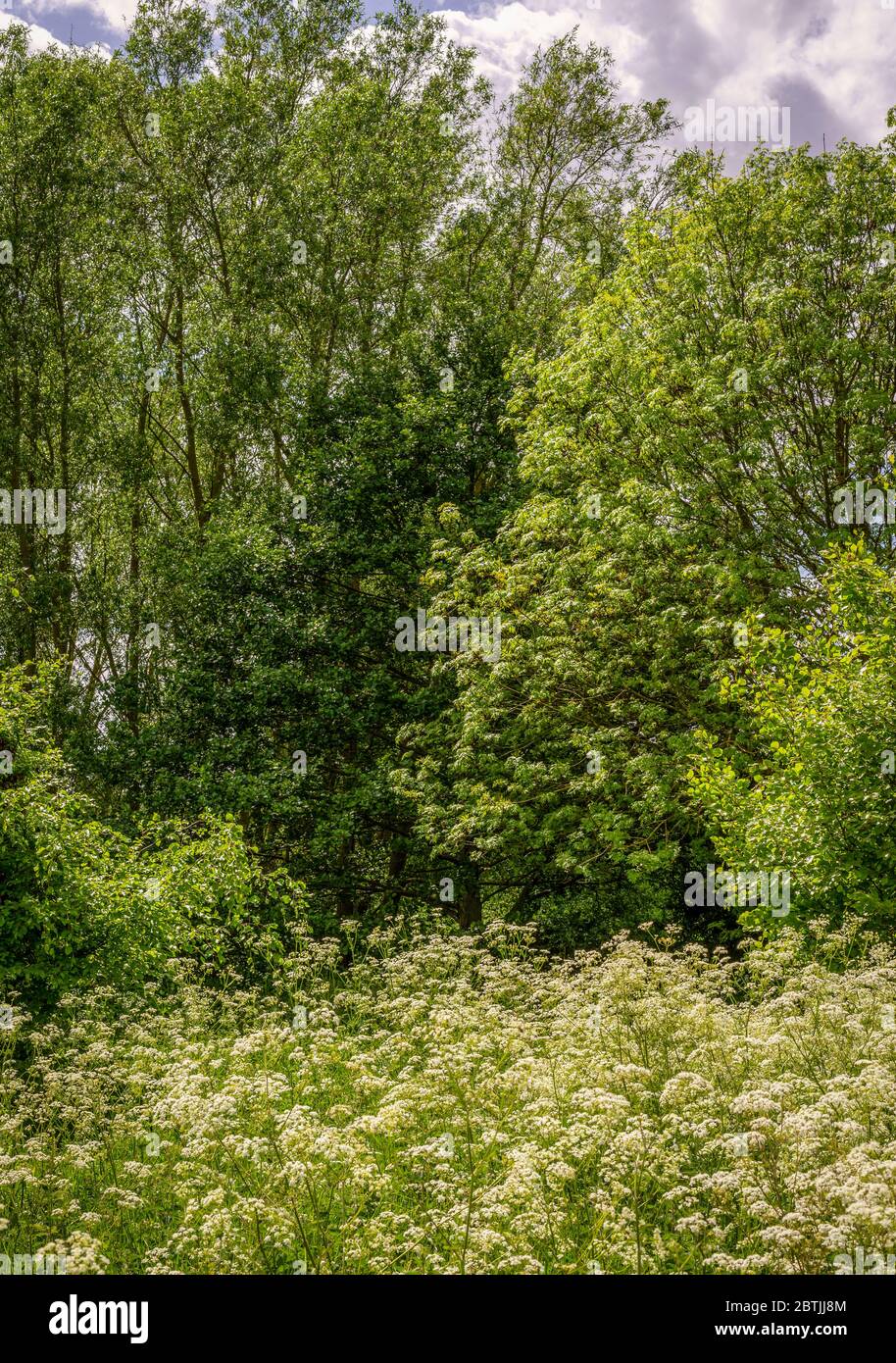 Wild flowers in front of some trees. White blooms on long stalks rising ...