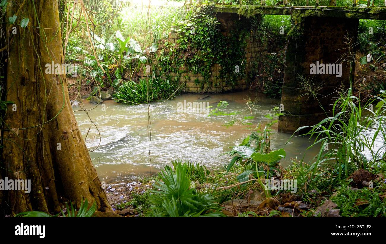 Old stone bridge over small river in tropical jungle forest on exotic ...
