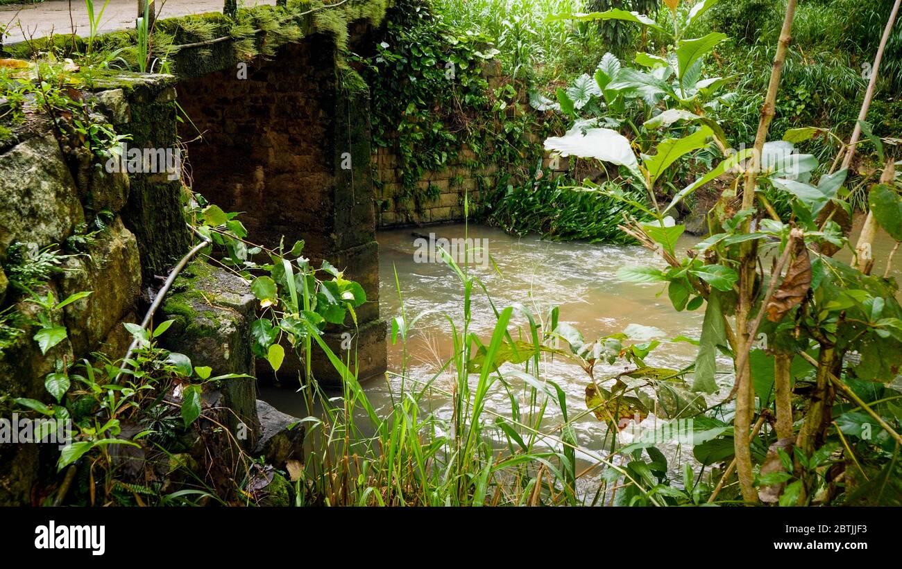 Small river stream flowing through tropical jungle forest Stock Photo ...