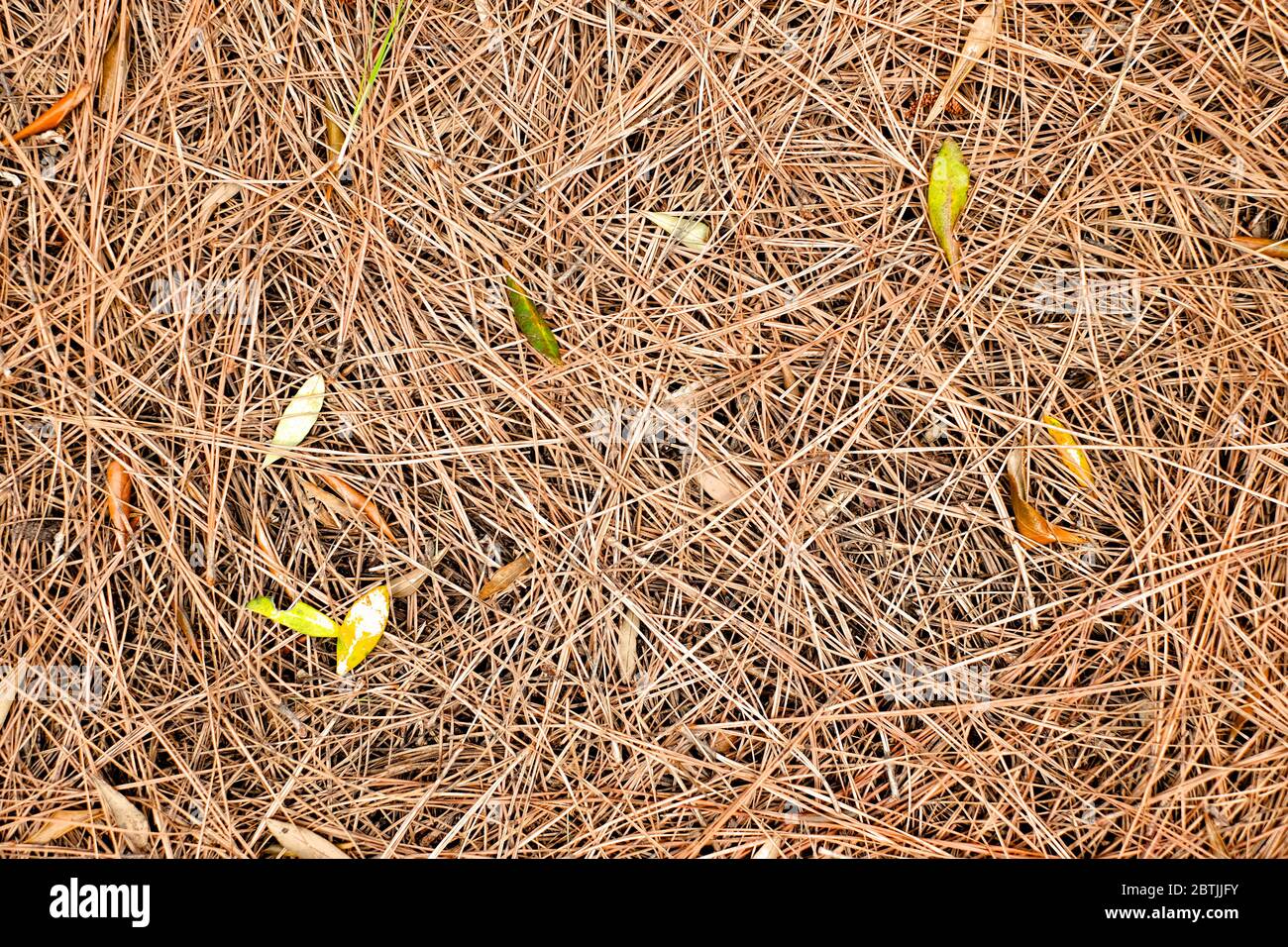 Needles backdrop hi-res stock photography and images - Alamy