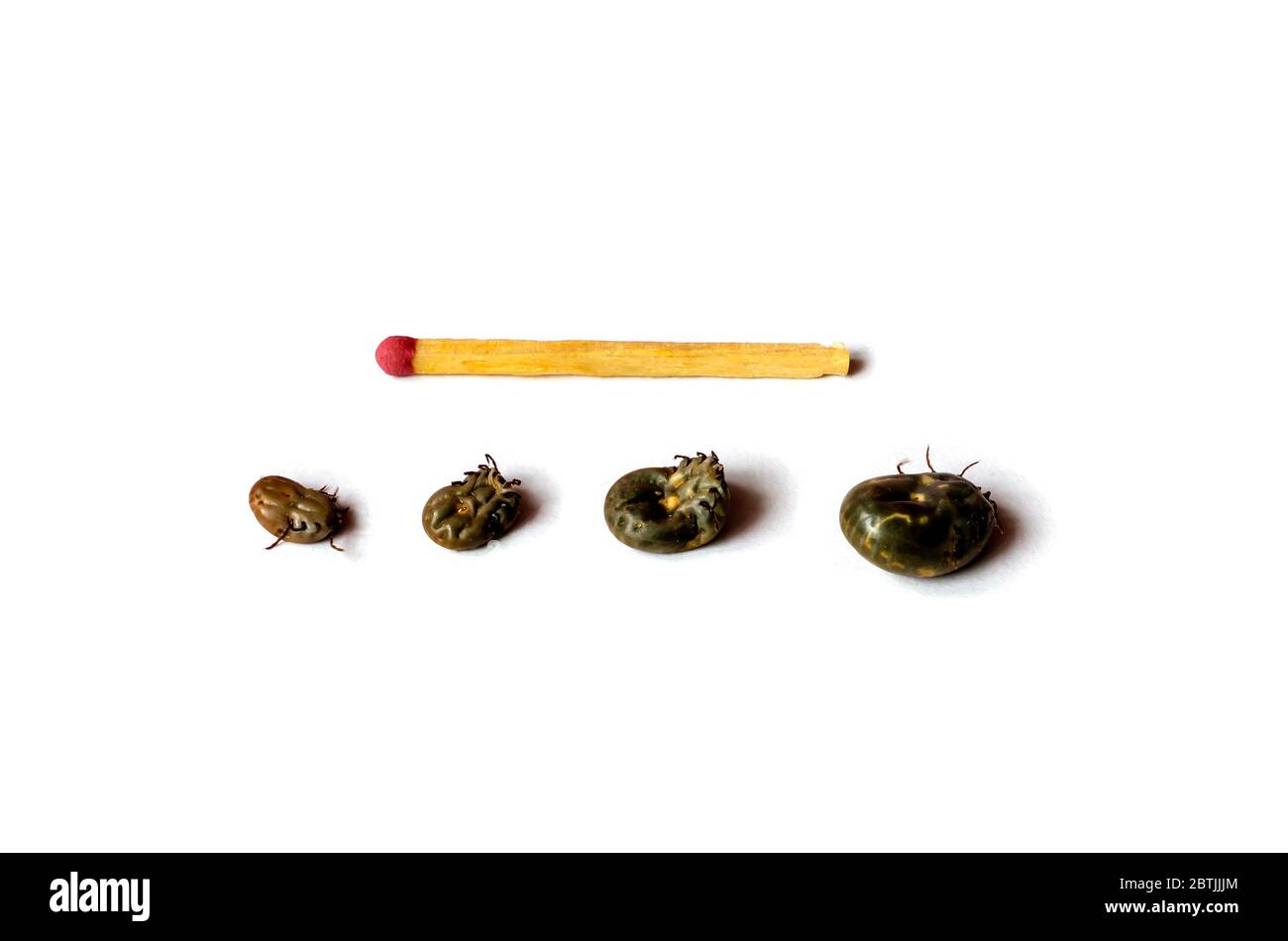 Four Ixodidae of different sizes and a match on a white background ...