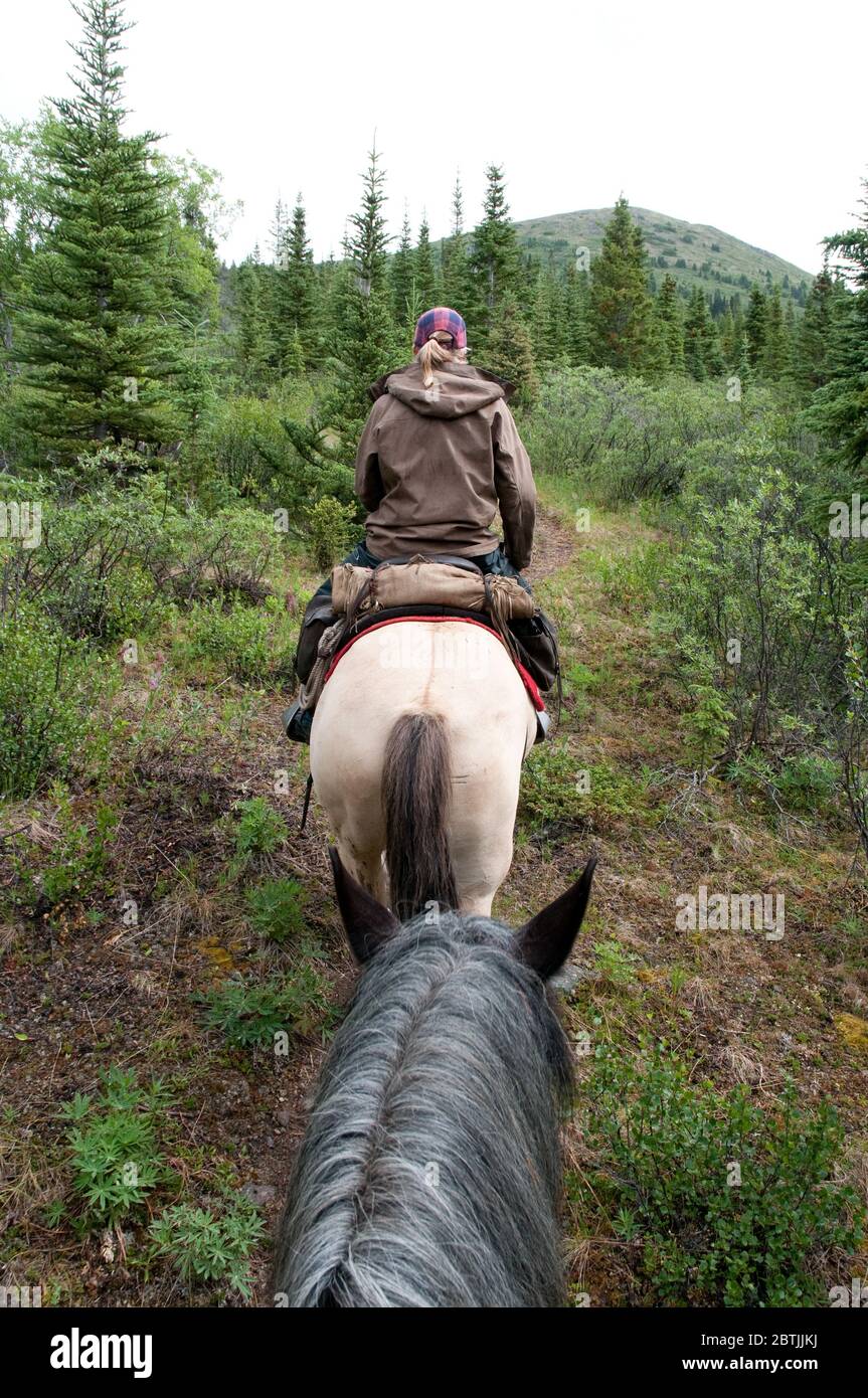 A female wilderness guide leading a horseback riding trip through ...