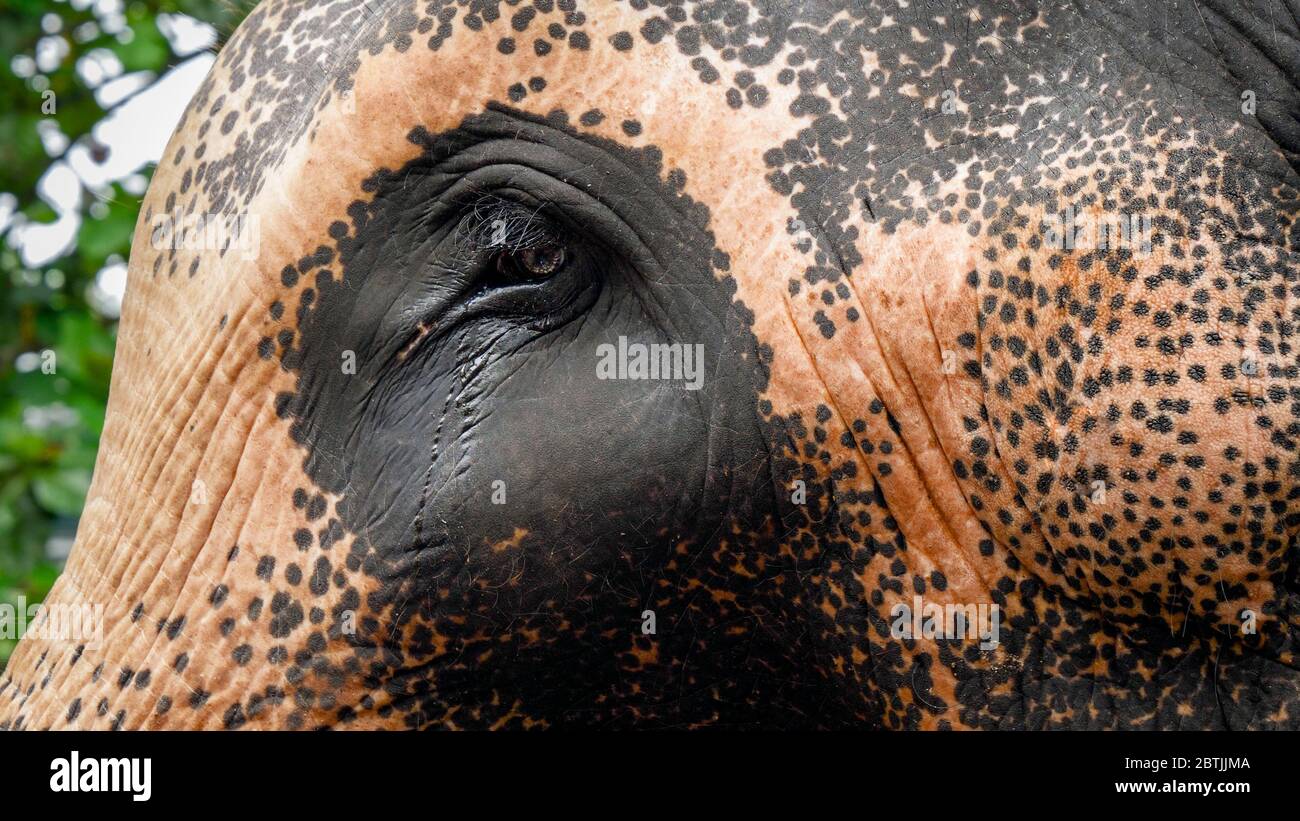 Closeup image of tears falling from indian elephant eyes. Concept of ...