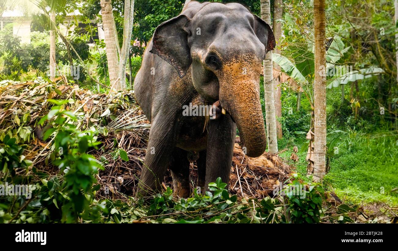 Adult indian elephant grabing leaves from tree branches with long trunk ...