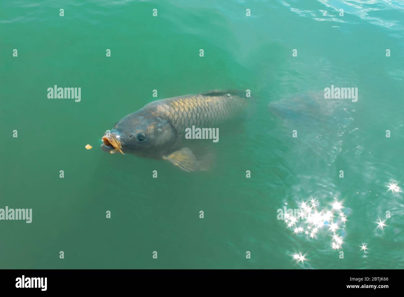 Freshwater carp with big open mouth feeding with sun reflex on the pond ...