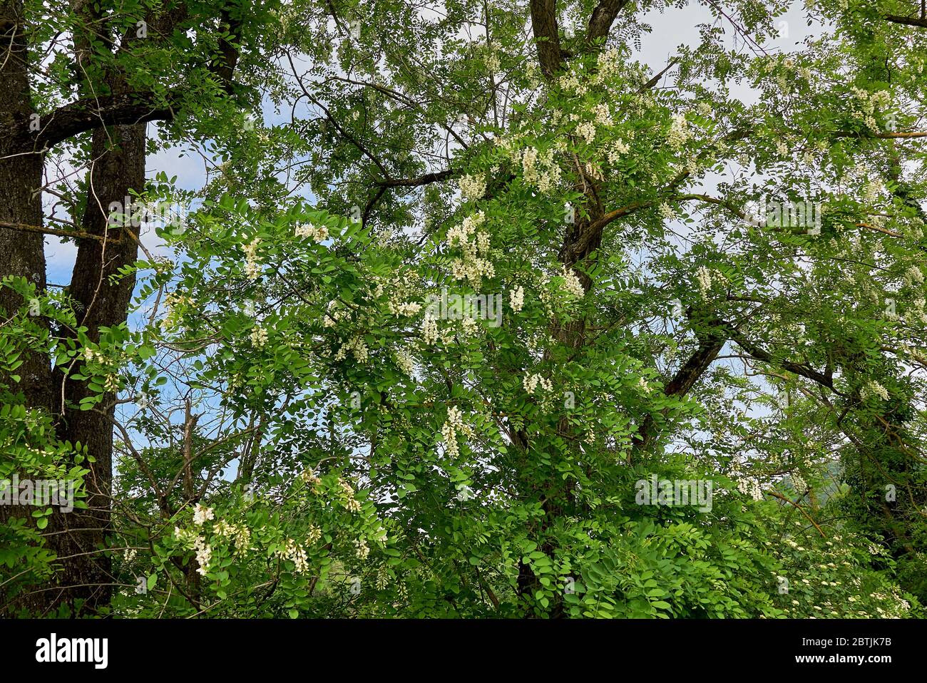 Robinia pseudoacacia in bloom Stock Photo - Alamy